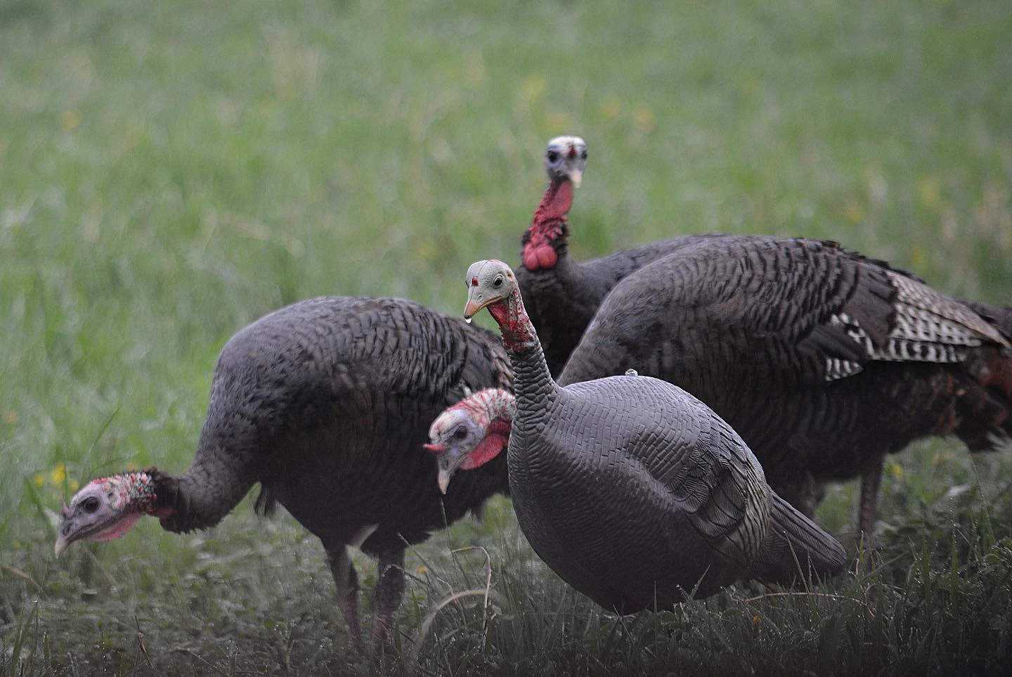 Spring Turkey Harvest Authorization Applications Due Dec. 10 | Wisconsin DNR